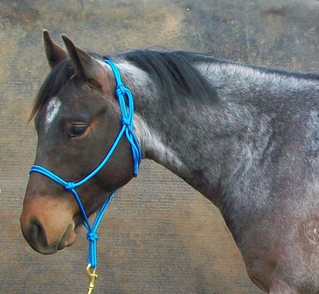 STANDARD ROPE HALTER - COB – BLUE ROAN ROPES and TACK